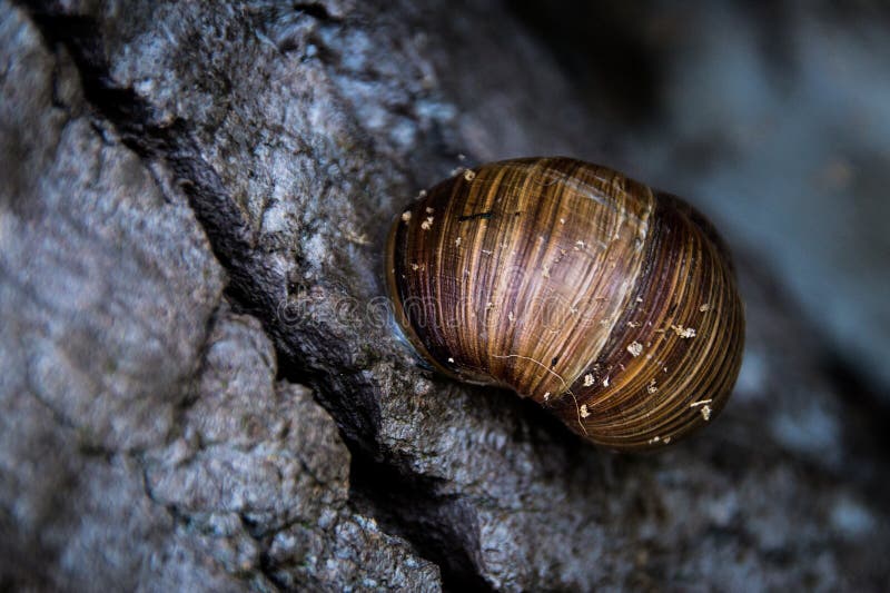Snail shell. stock image. Image of stripes, sunset, migration - 93969047