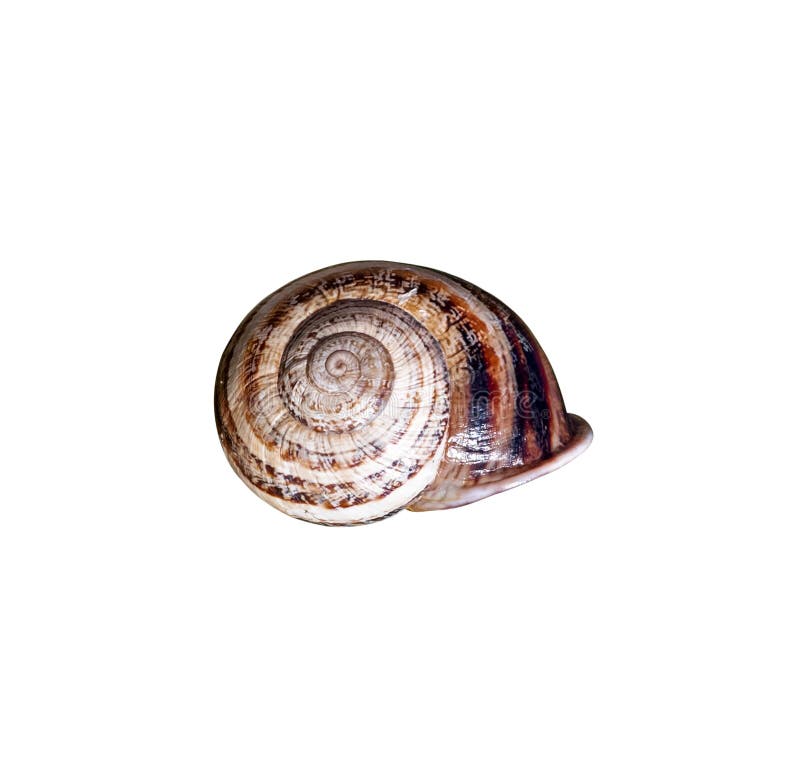 Snail Shell Closeup Isolated on a White Background Stock Photo - Image ...