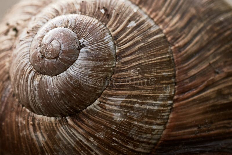 Snail shell closeup stock photo. Image of slow, spiral - 226757622