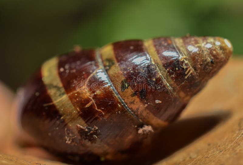 Snail Shell Closeup Picture Stock Image - Image of hand, pest: 254200947