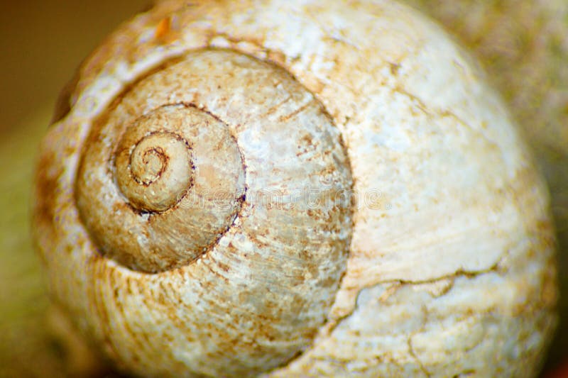 Snail with Shell with Colors and Circles Stock Photo - Image of ...