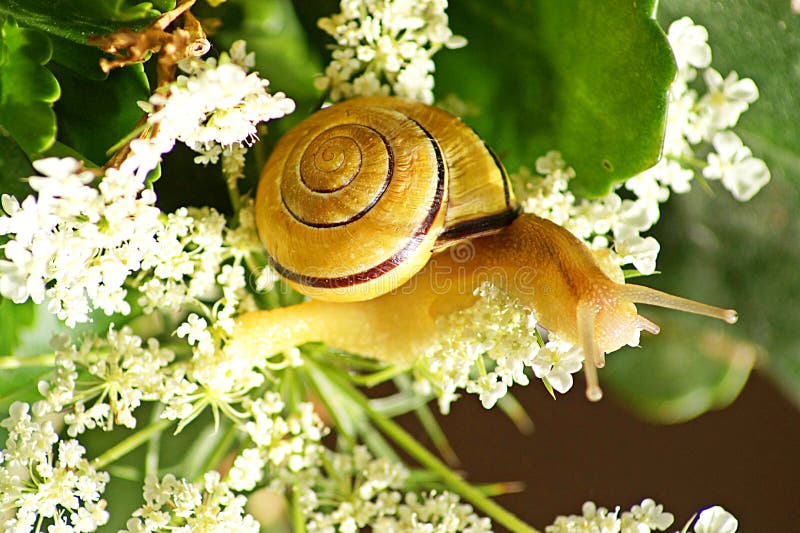 Snail with Shell with Colors and Circles Stock Image - Image of roman ...