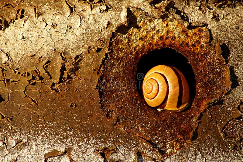 Snail with Shell with Colors and Circles Stock Image - Image of ...
