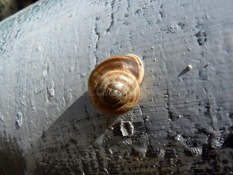 Snail Shell on Concrete stock image. Image of golden - 57831689