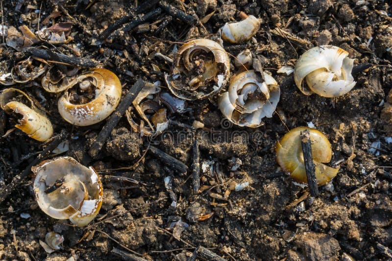 Snail shell stock photo. Image of timber, animals, snails - 73116758