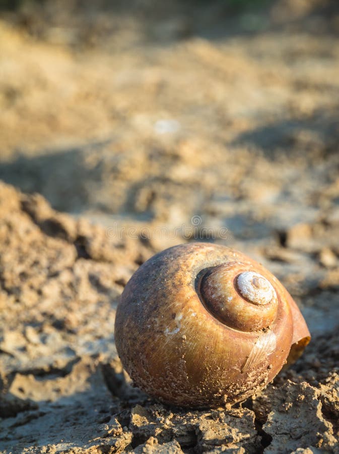 Snail shell stock photo. Image of died, snails, cracked - 81654862
