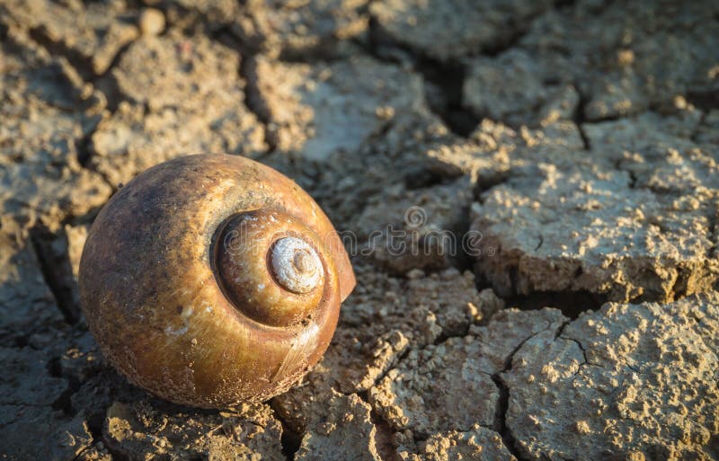 Snail shell stock photo. Image of shellfish, died, sand - 81688940