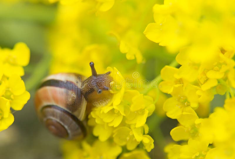 Snail stock photo. Image of eyes, nice, garden, telescope - 39338988