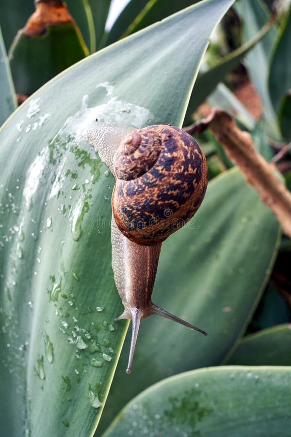 Snail with Shell Crawling on a Leaf after Rain Stock Photo - Image of ...