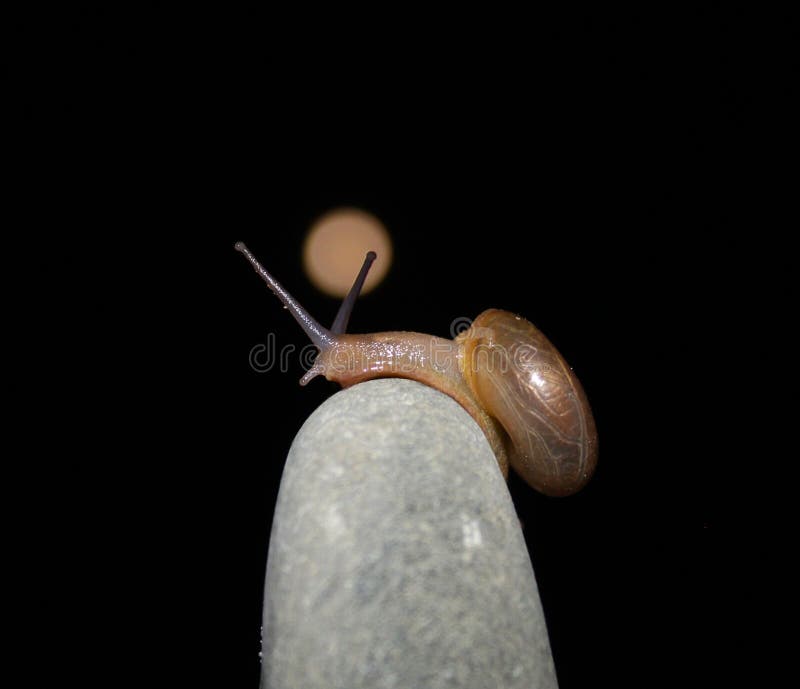 A Snail in Shell Crawling on Leaf Stock Photo - Image of slow, rising ...