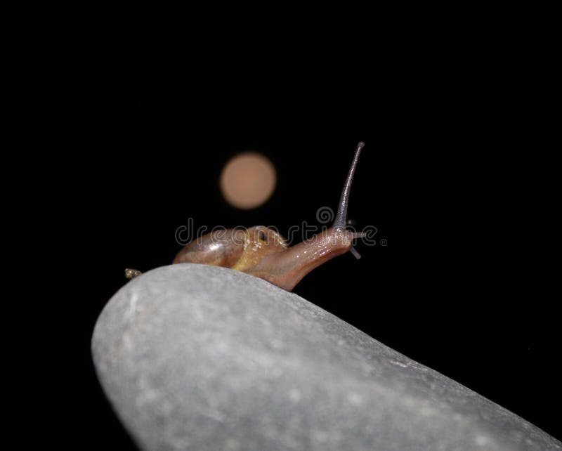 A Snail in Shell Crawling on Stone Stock Photo - Image of rising ...