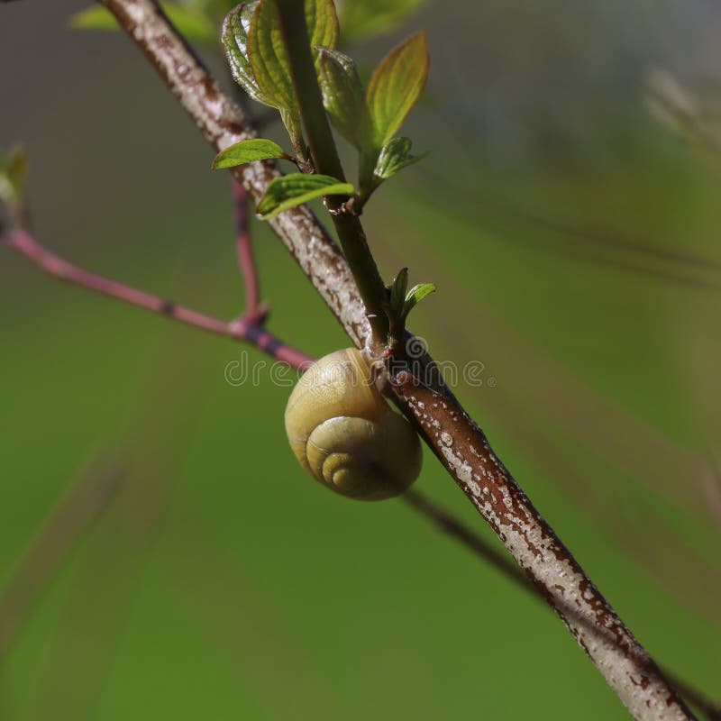 Snail stock image. Image of branch, invertebrate, produce - 276607499