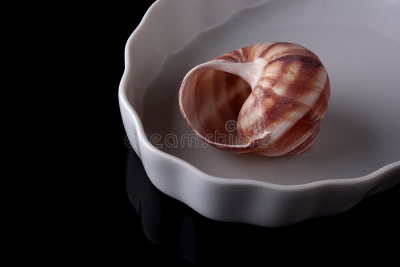 Snail Shell stock photo. Image of nature, brown, black - 33299278