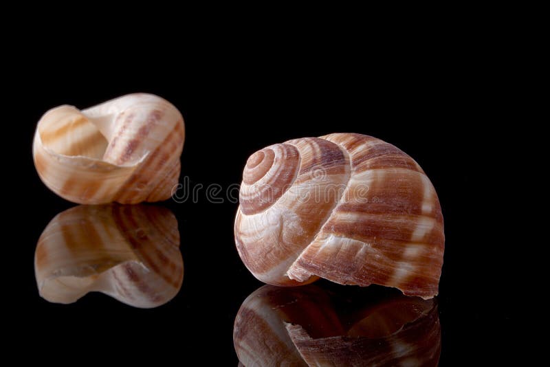 Snail Shell stock image. Image of exoskeleton, home, food - 33792623