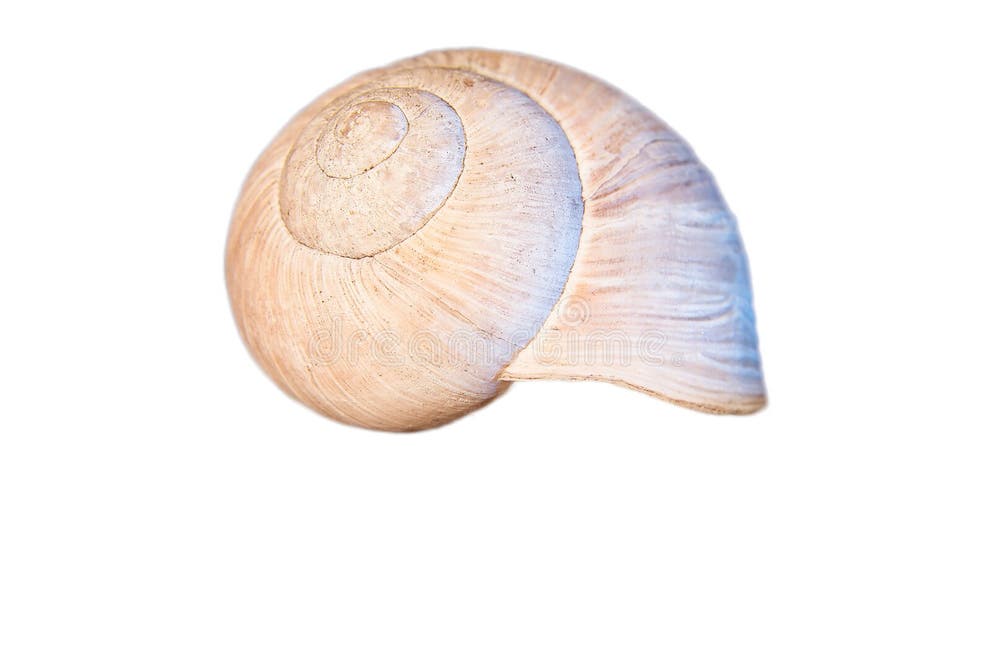Snail Shell Cut Out. Detailed Shell of a Snail. for Composing Stock ...