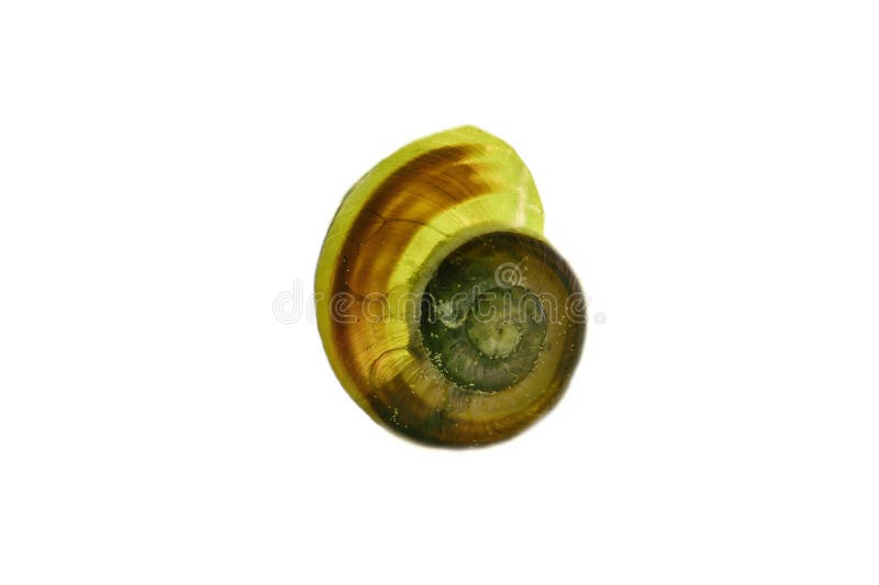 Snail Shell Cut Out. Detailed Shell of a Snail. for Further Processing ...