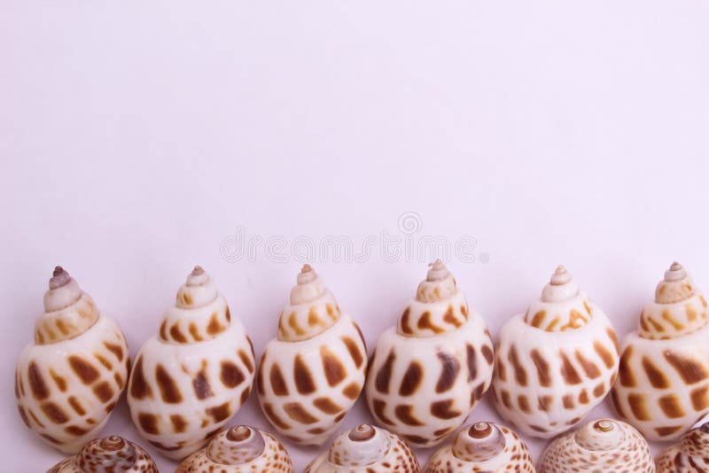 Snail Shell Design on White Pepper Stock Image - Image of dairy, cake ...