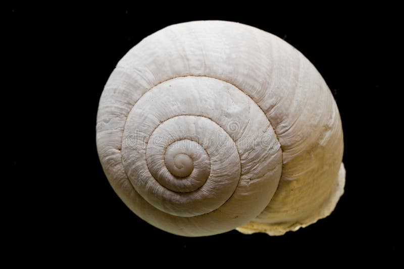Snail shell stock image. Image of macro, snailshell, shape - 35001929