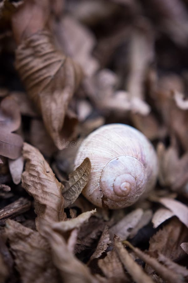 Snail Shell in the Dry Leaves Stock Photo - Image of detail, shell ...