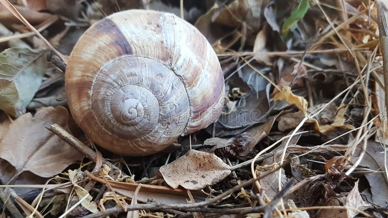 Snail Shell on Dry Leaves and Grasses Stock Image - Image of brown ...