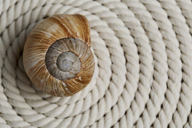 Snail Shell on Rope Spiral stock image. Image of empty - 143173413