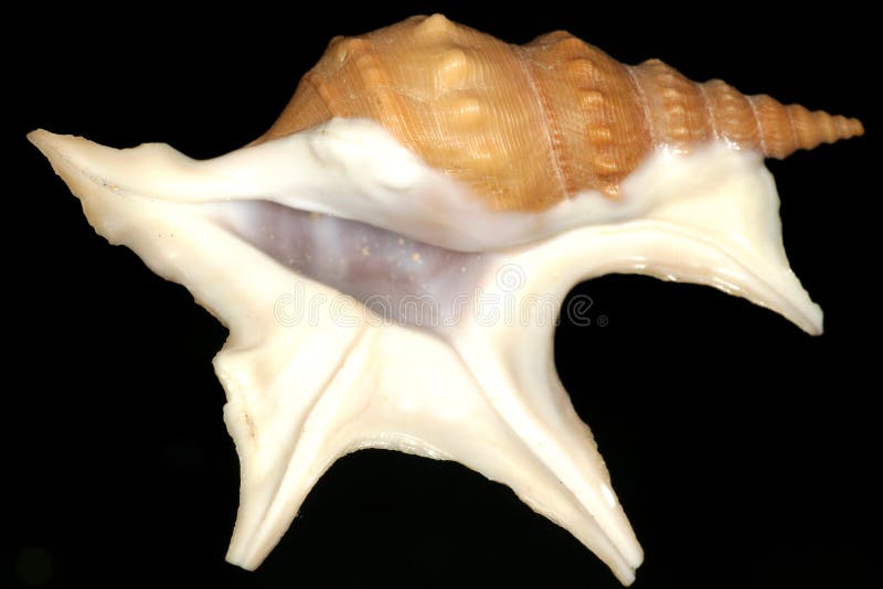 Snail Shell with Five Fingers Stock Image - Image of snail, aegean: 1806729