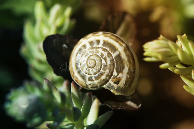 Snail shell and flowers. stock image. Image of eyes, funny - 82586495