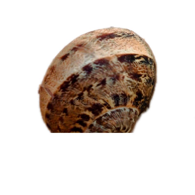 Snail shell stock illustration. Illustration of hand - 190985118