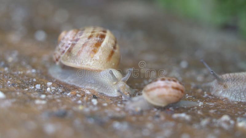 Snail Shell between Fresh Sprout Leafs. Mollusk Snails with Brown Stock ...