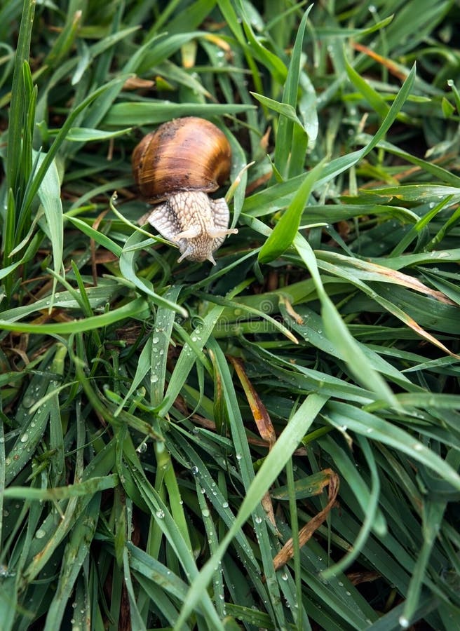 Snail shell in the garden stock image. Image of green - 98232655