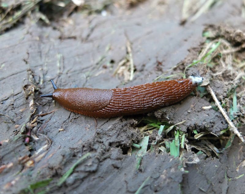 Snail without a shell. stock image. Image of invasive - 71851287