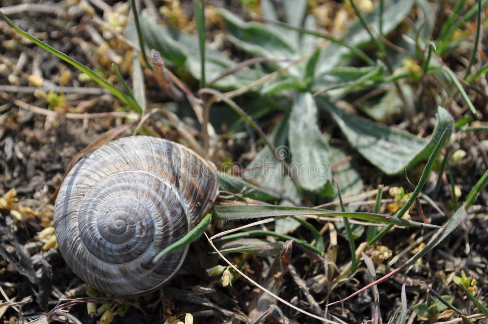 Snail stock image. Image of standing, waiting, snail - 39579947
