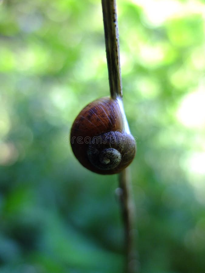 Snail shell. stock image. Image of shell, natur, snail - 42624755