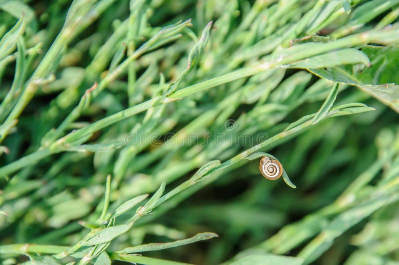 Snail Shell on Grass stock photo. Image of move, formal - 41449262