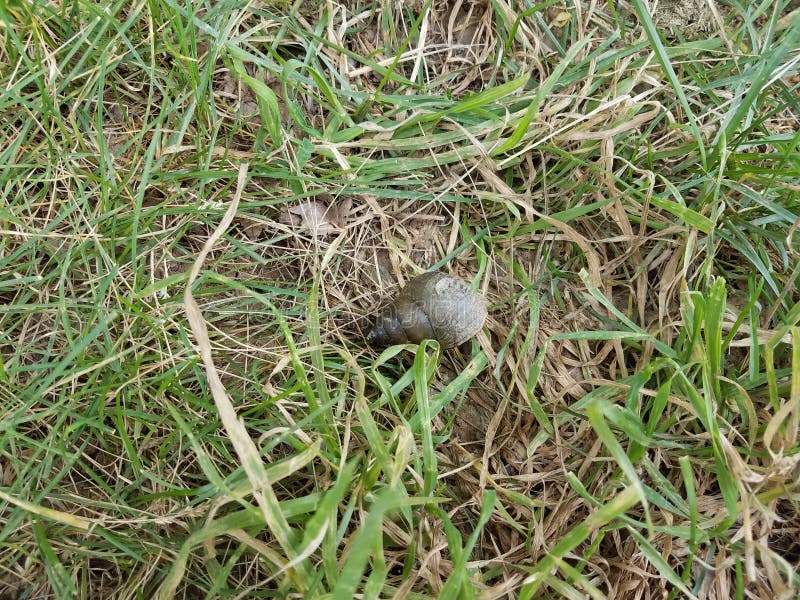 Snail shell in the grass stock image. Image of gastropod - 94471929