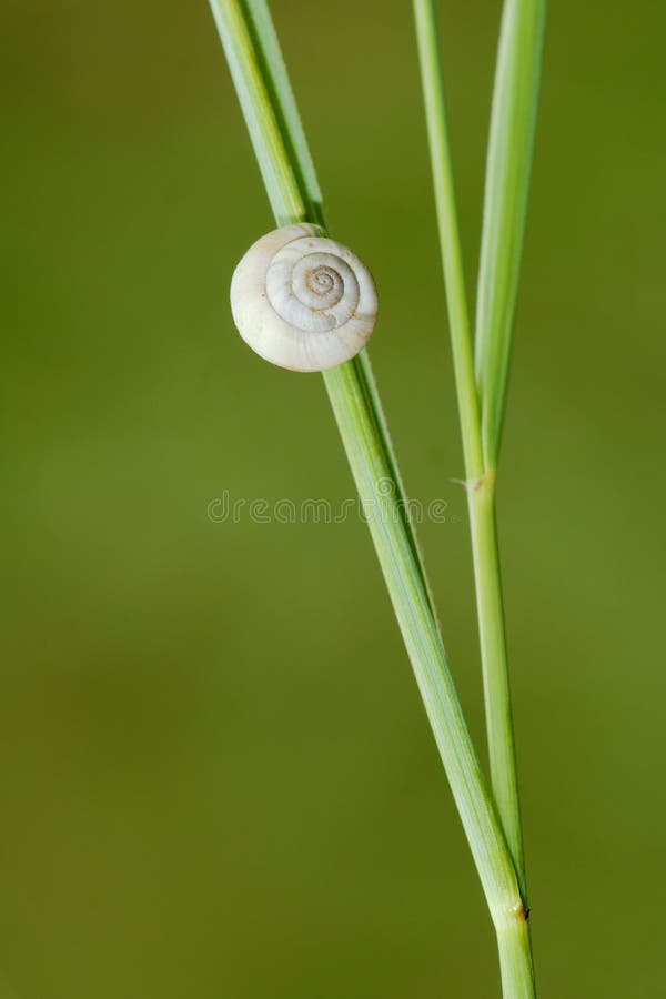 Snail shell stock photo. Image of animal, closeup, leaf - 42122140