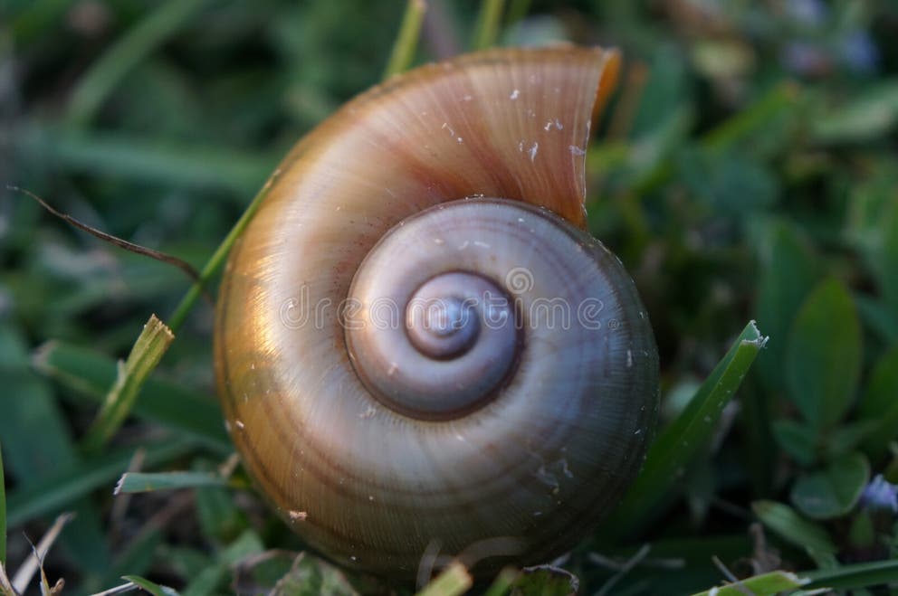 Snail shell on the grass stock image. Image of closeup - 165185159