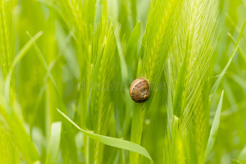 Snail Shell on the Grass a Sunny Day. Stock Photo - Image of garden ...