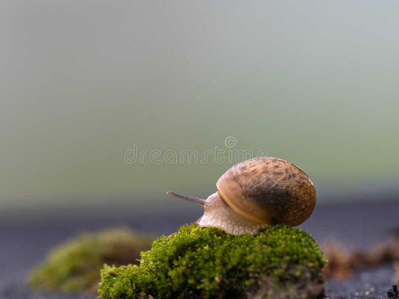 Snail Shell Green Brown Moss Stock Photo - Image of animal, france ...