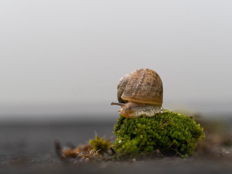 Snail Shell Green Brown Moss Stock Image - Image of gastropod, lonely ...