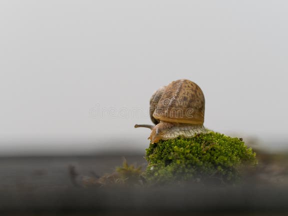 Snail Shell Green Brown Moss Stock Image - Image of slime, shell: 316879557