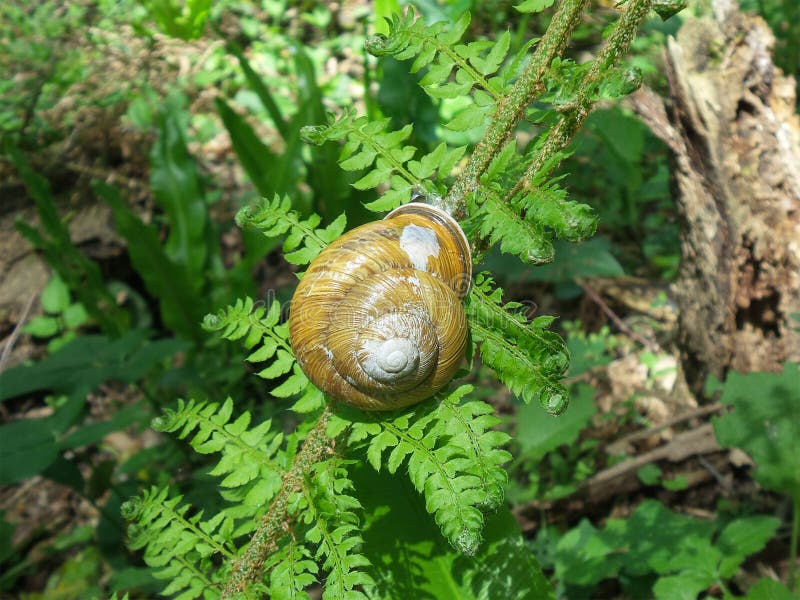 Snail in a Shell on Green Fern Leaf Stock Image - Image of sunny ...