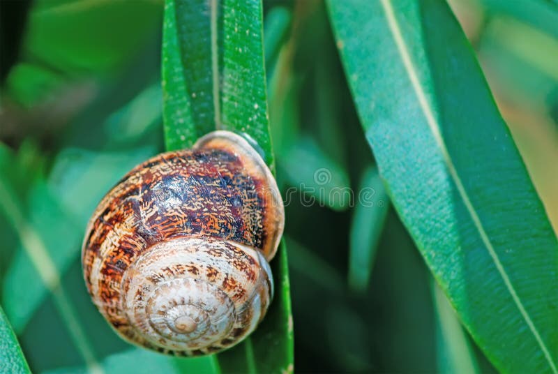 Snail shell stock image. Image of closeup, detail, slippery - 30826259