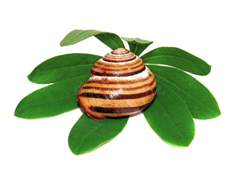 Snail Shell on a Green Leaf Isolated Stock Image - Image of ...