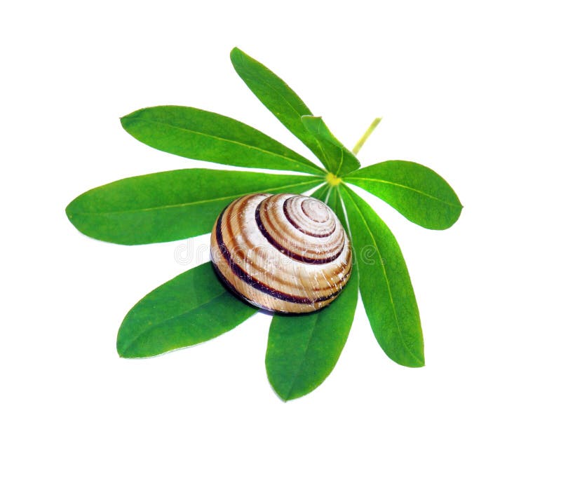Snail Shell on a Green Leaf Isolated Stock Image - Image of white, leaf ...