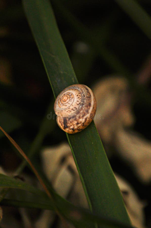 Snail Shell on a Green Leaf of a Plant Stock Image - Image of plant ...