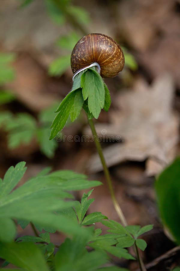 Snail Shell on Green Small and Young Plant Stock Image - Image of shell ...