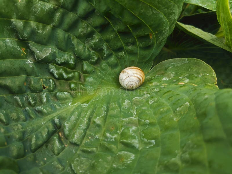 Snail Shell on a Green Textured Plant Leaf Stock Photo - Image of shape ...