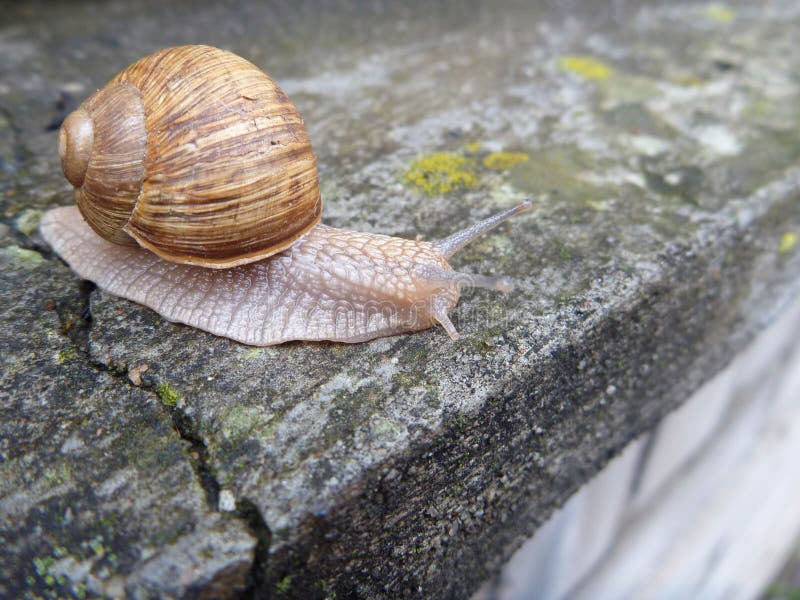 Snail with a Shell on a Grey Tile Stock Image - Image of closeup ...