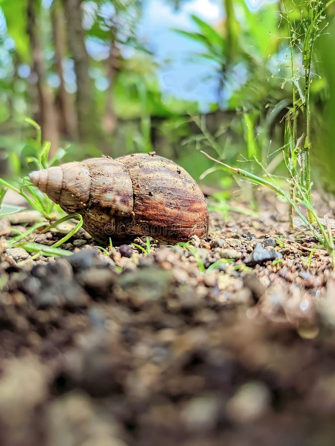 Snail shell on the ground stock image. Image of forest - 258093493